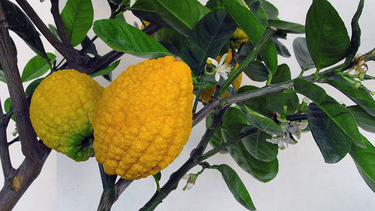 From Alexander to the fall of Rome: the bitter fate of the citron ...