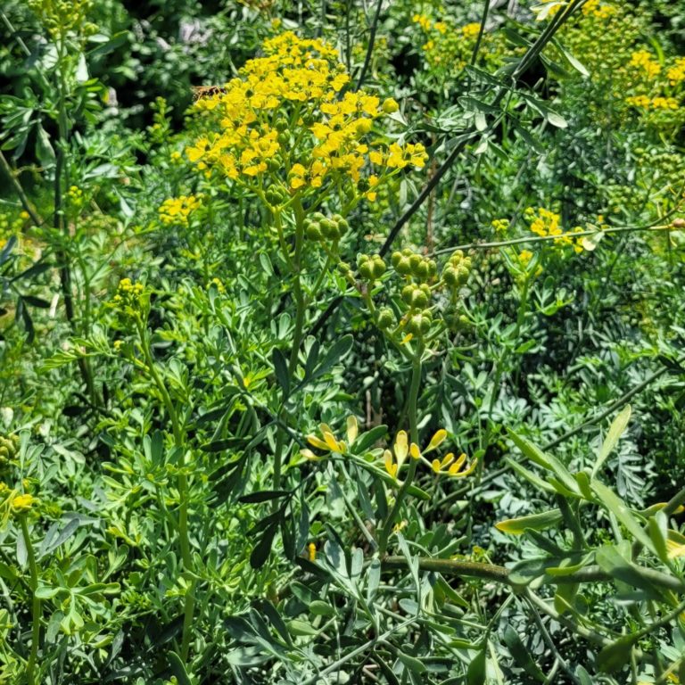 The SATOR square or the magic of words - Nunc est bibendum